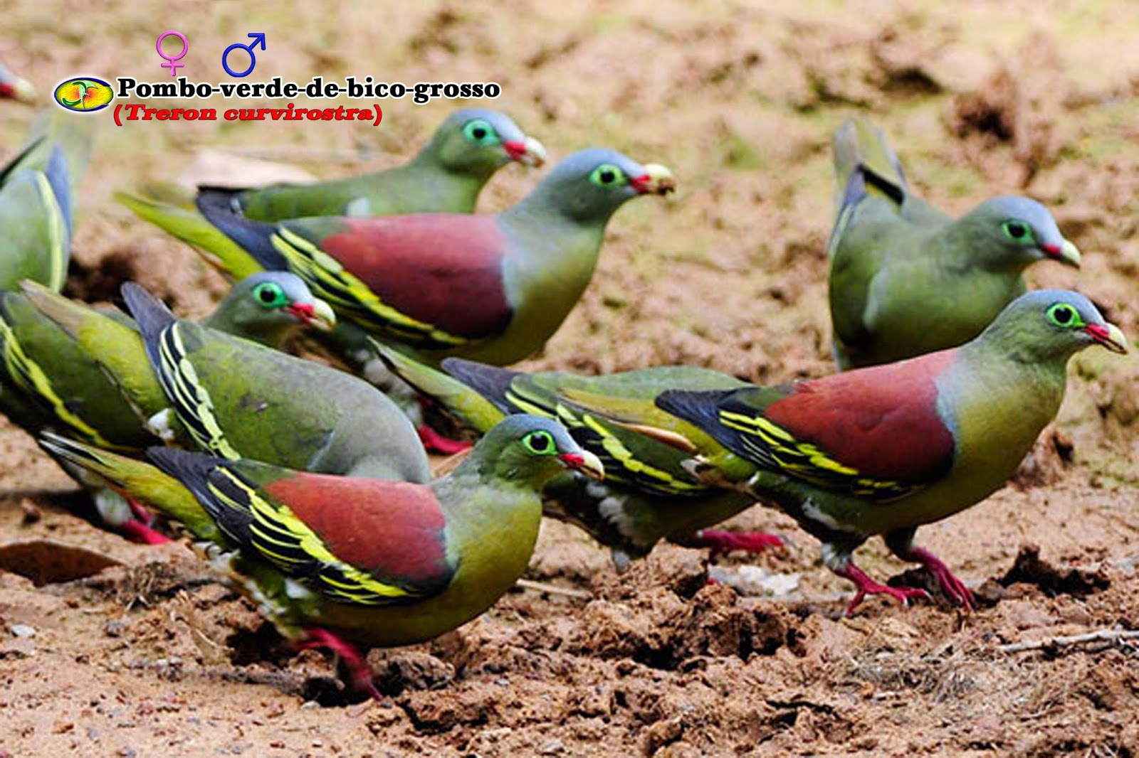 ORNITOLOGIA: Pombo-verde-de-bico-grosso (Treron curvirostra)